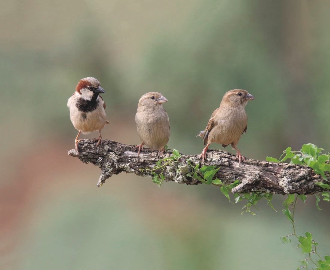 Mussen op een tak | Feedy Vogelvoederlijstjes