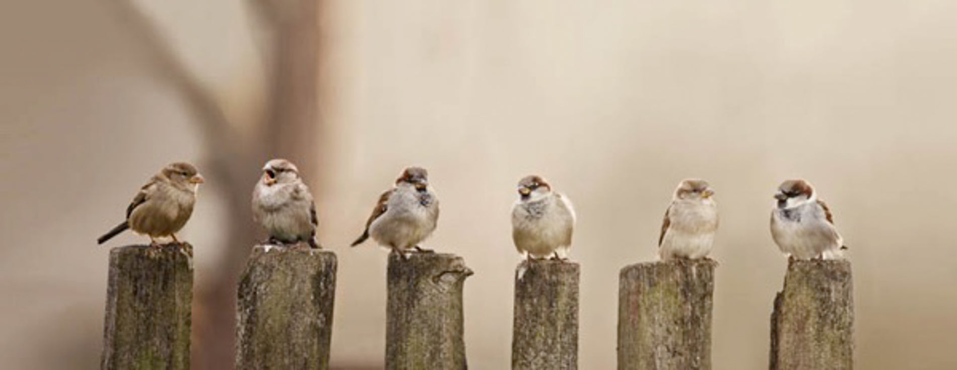 Mussen op palen | Feedy Vogelvoederlijstjes